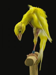 Giboso Espanol Canary (Serinus canaria) for sale – Live Zoo Animals ...